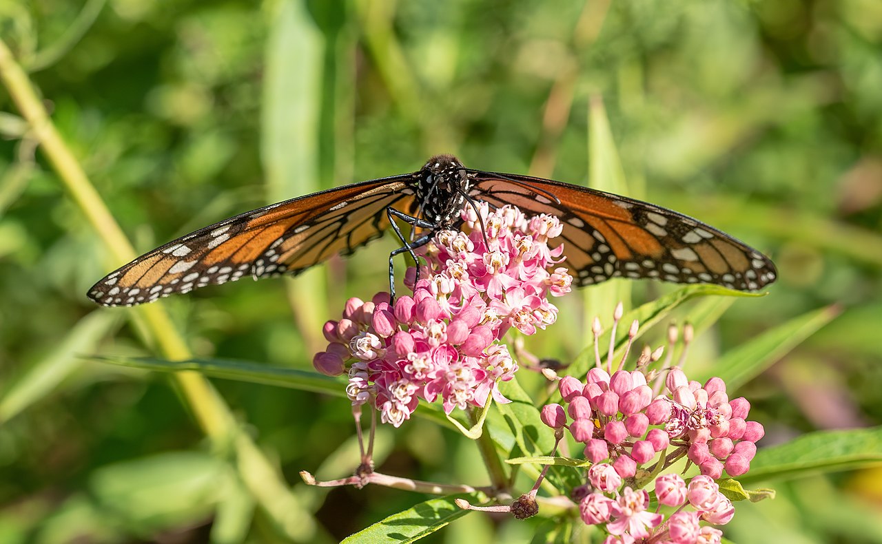 After record low, monarch butterflies return to California - LaPresse