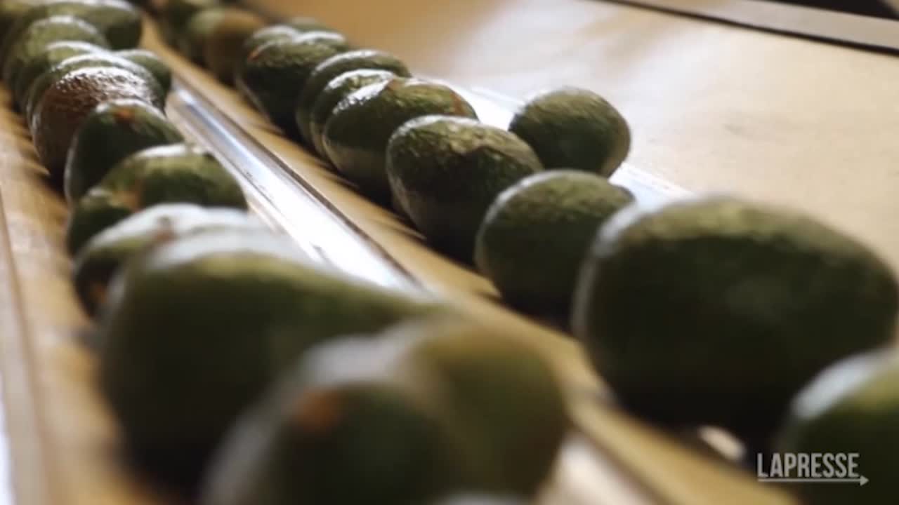 Usa bandiscono avocado messicano: problemi di sicurezza - LaPresse