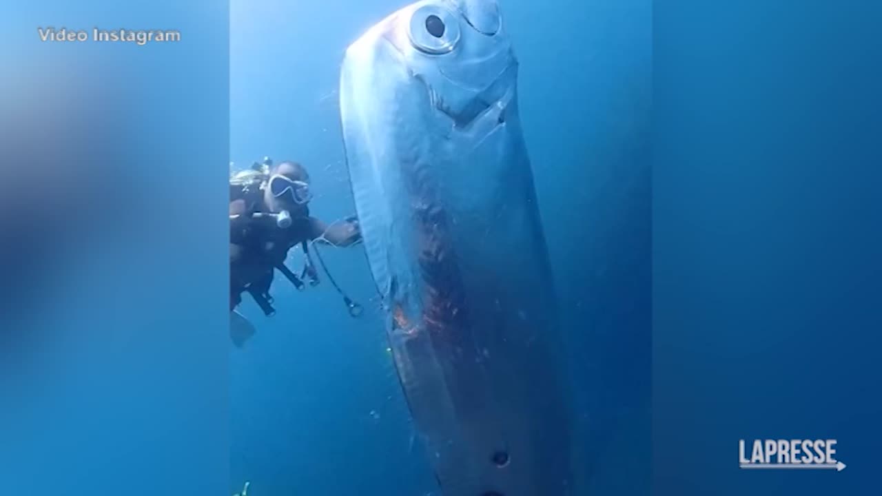 Taiwan, avvistato il pesce remo "portatore di malaugurio"