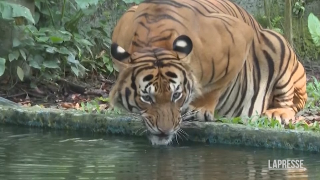 Malesia, lo zoo Negara celebra la Giornata internazionale della tigre ...