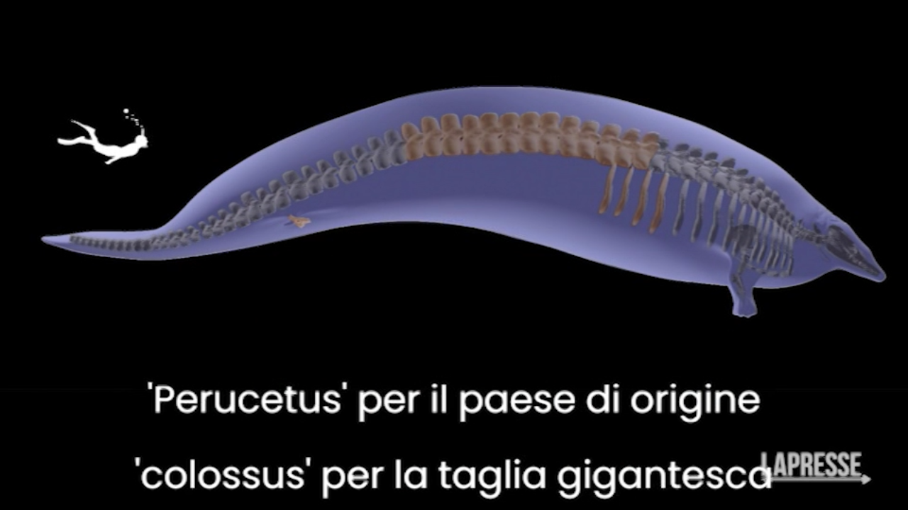 Perucetus colossus, il ritrovamento dell'animale più pesante al mondo ...