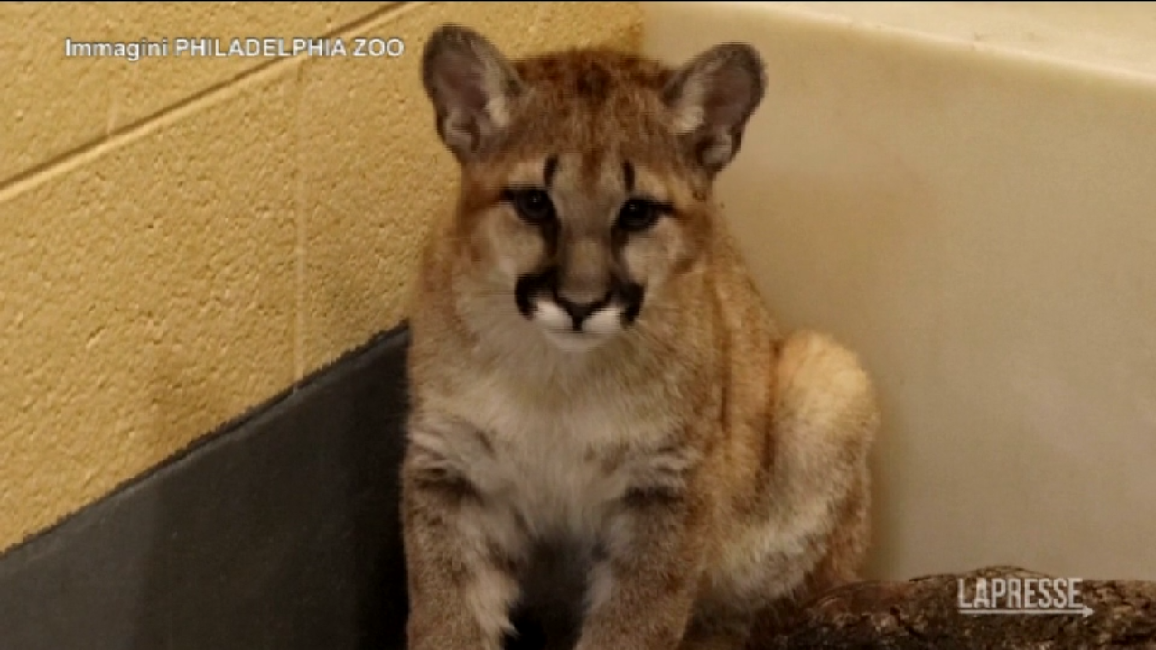 Usa, lo zoo di Philadelphia salva dei cuccioli di puma