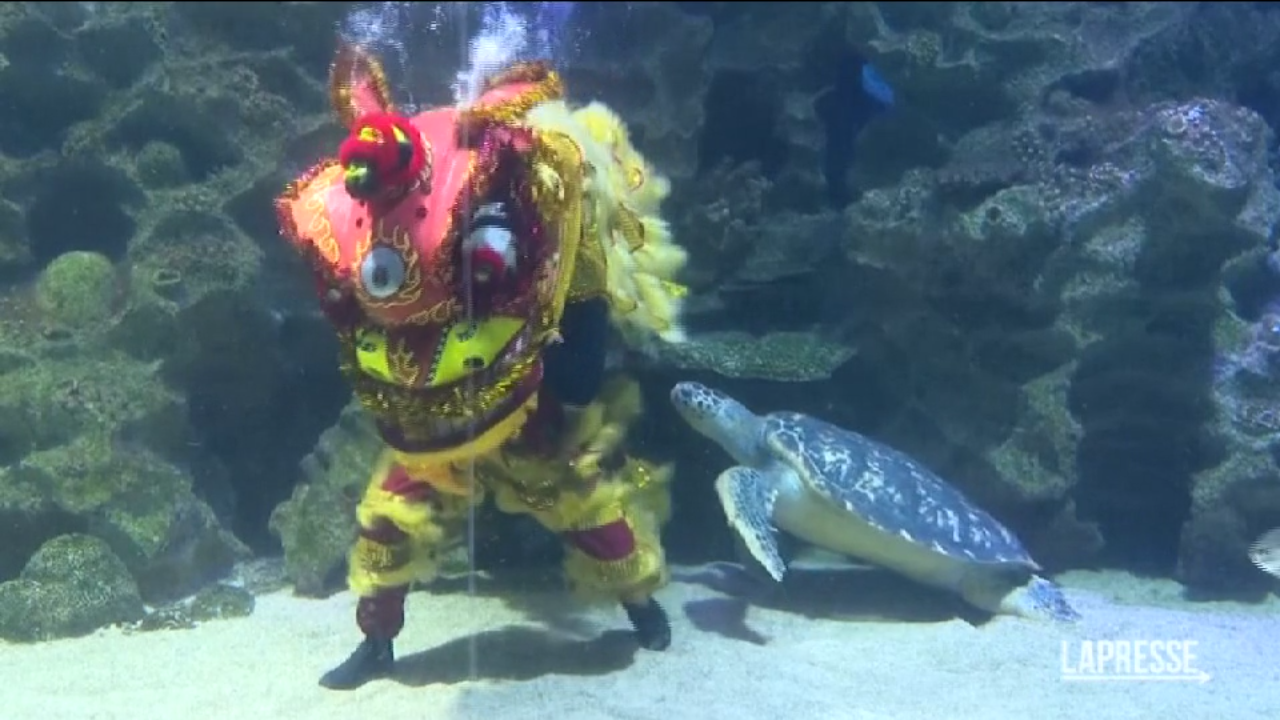 VIDEO Kuala Lampur, la danza subacquea del leone per il Capodanno ...