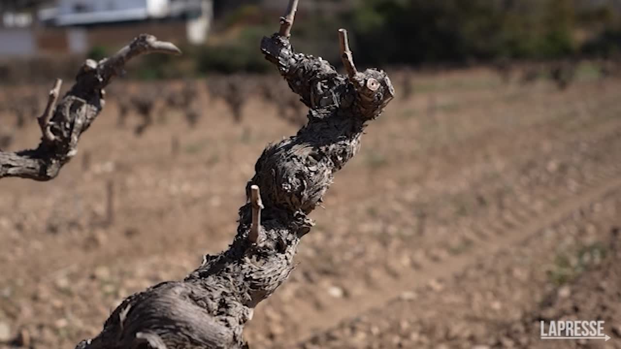 VIDEO Catalogna, la siccità mette a rischio i vigneti - LaPresse VIDEO Catalogna, la siccità mette a rischio i vigneti - LaPresse