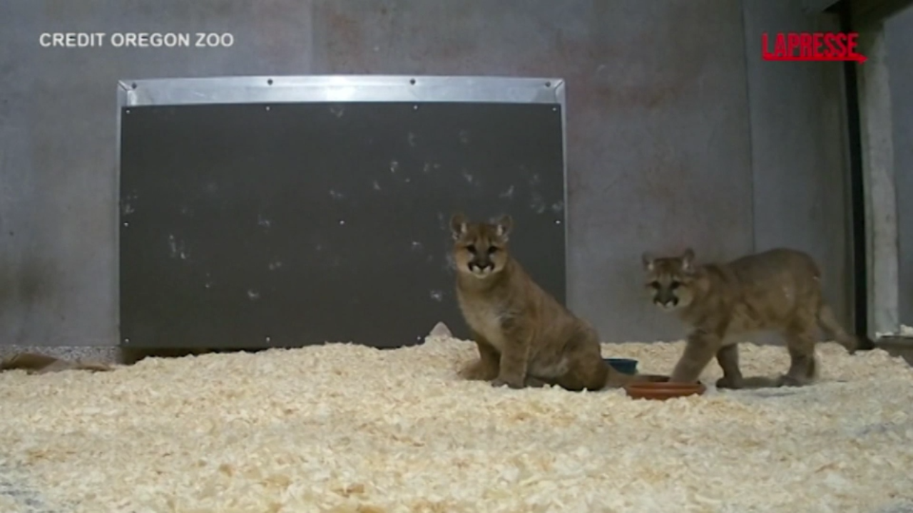 VIDEO Usa, una coppia di cuccioli di puma arriva allo zoo dell'Oregon ...
