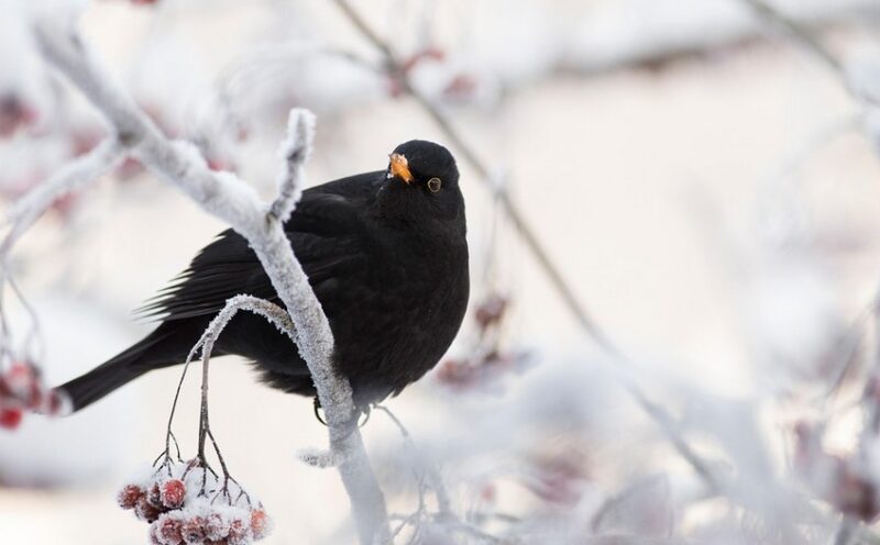 Giorni della Merla 2025, cosa sono e quando cadono - LaPresse