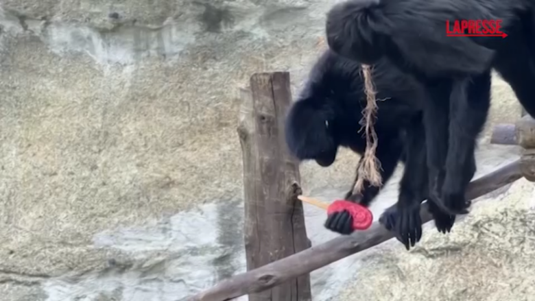 Brasile, gli animali dello zoo di Rio mangiano i ghiaccioli per il ...